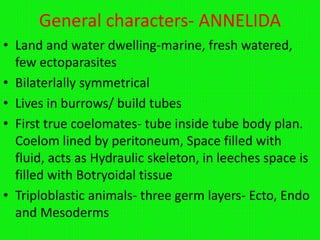 Annelida Characteristics