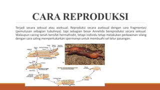 ANNELIDA.pptx