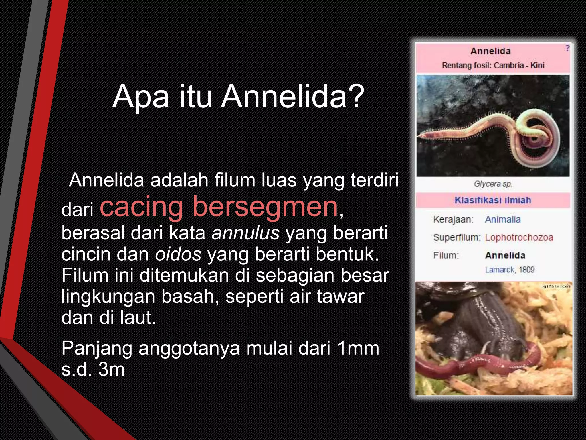 Annelida | PPSX