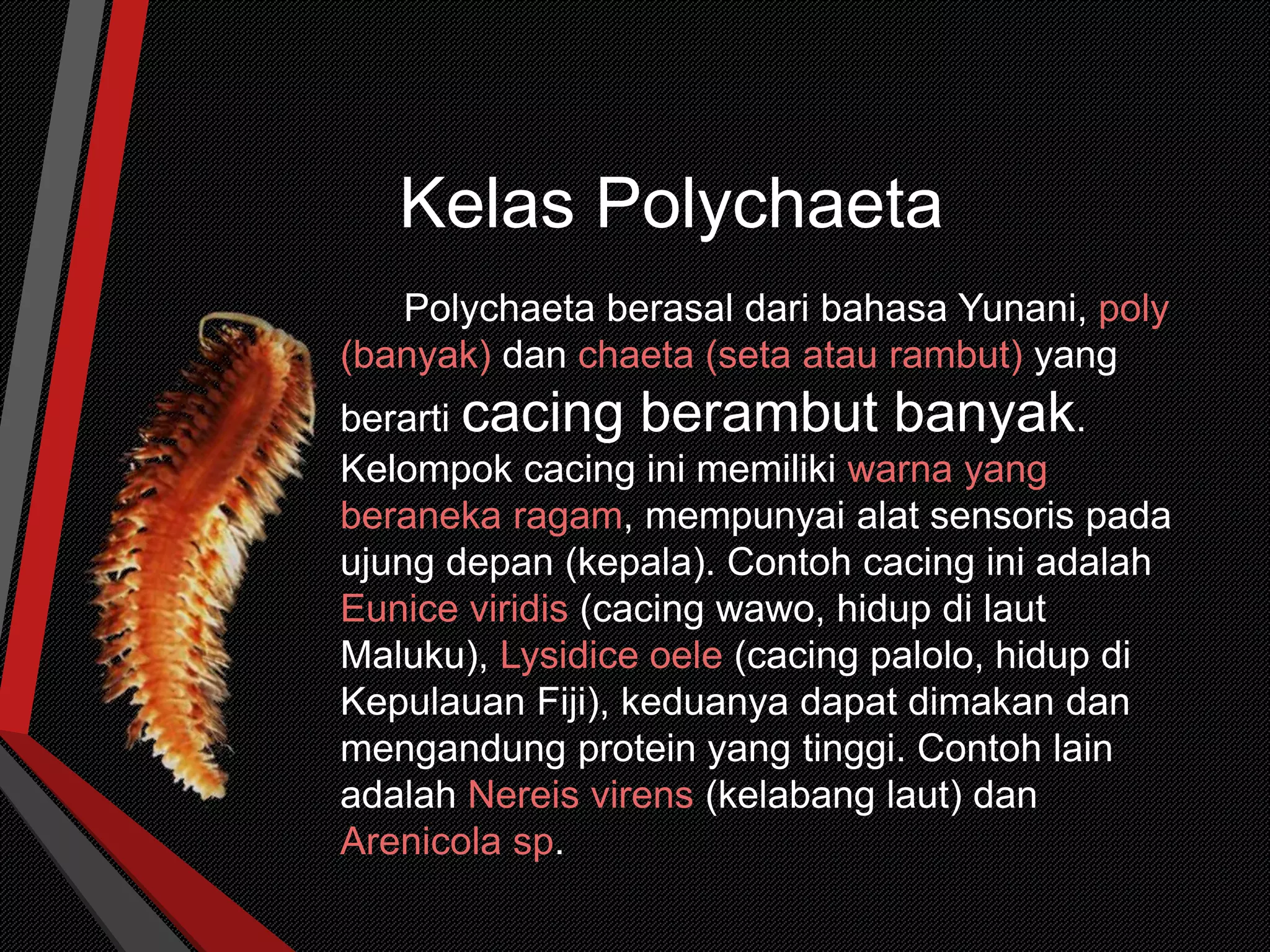 Annelida | PPSX