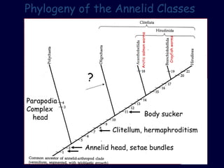 Annelida2.ppt of annelida best ppt you can see | PPT
