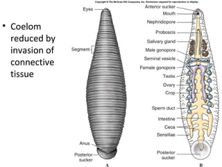 Annelida Phylum handout | PPT