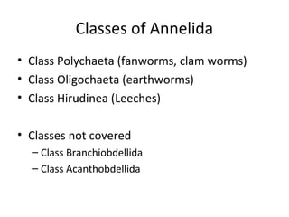 Annelida Phylum handout | PPT