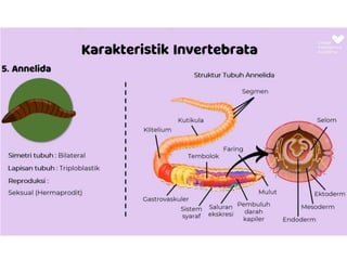 ANNELIDA, MOLLUSCA, ECHINODERMATA, ARTHOPODA.ppt