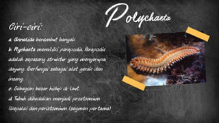 FILUM Annelida | PPTX