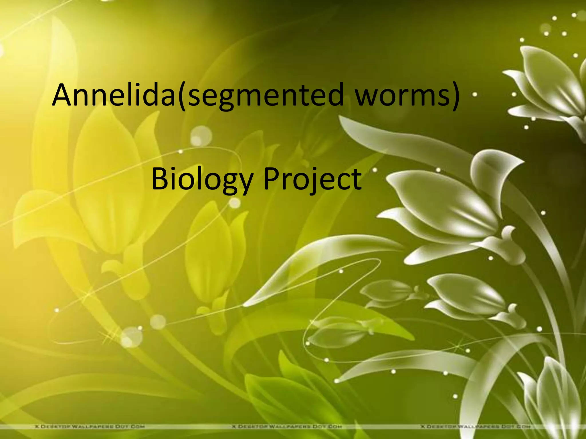 Annelida(segmented worms) | PPTX