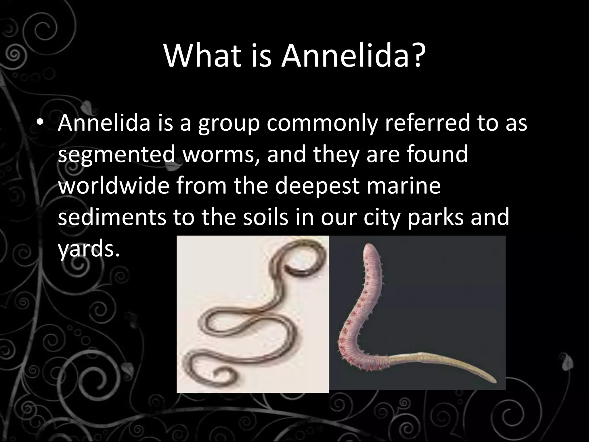 Annelida(segmented worms) | PPTX