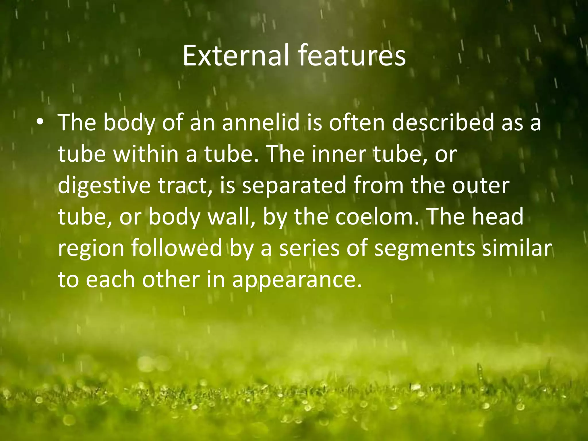 Annelida(segmented worms) | PPTX
