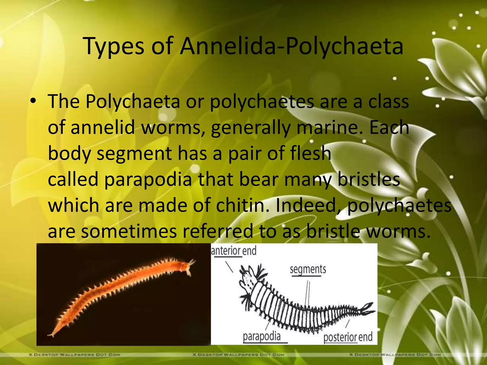 Annelida(segmented worms) | PPTX