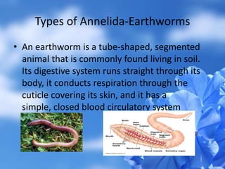 Annelida(segmented worms) | PPTX