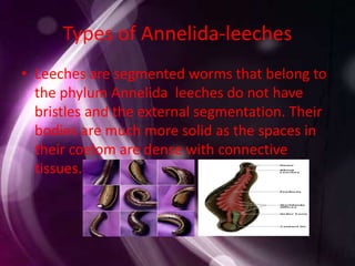 Annelida(segmented worms) | PPTX