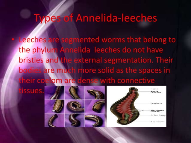 Annelida(segmented worms) | PPT