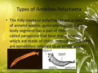 Examples Of Segmented Worms