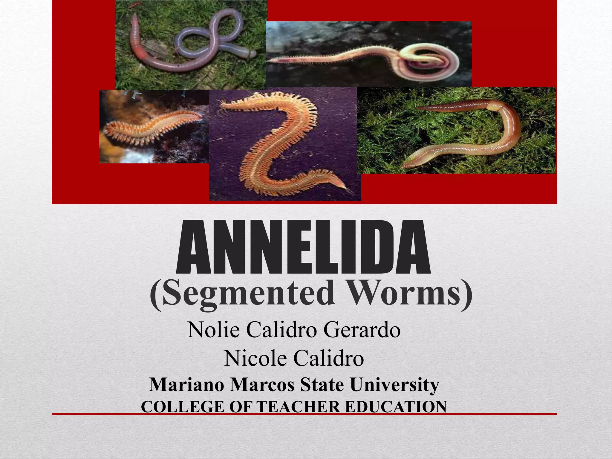 ANNELIDA (segmented worms) | PPTX