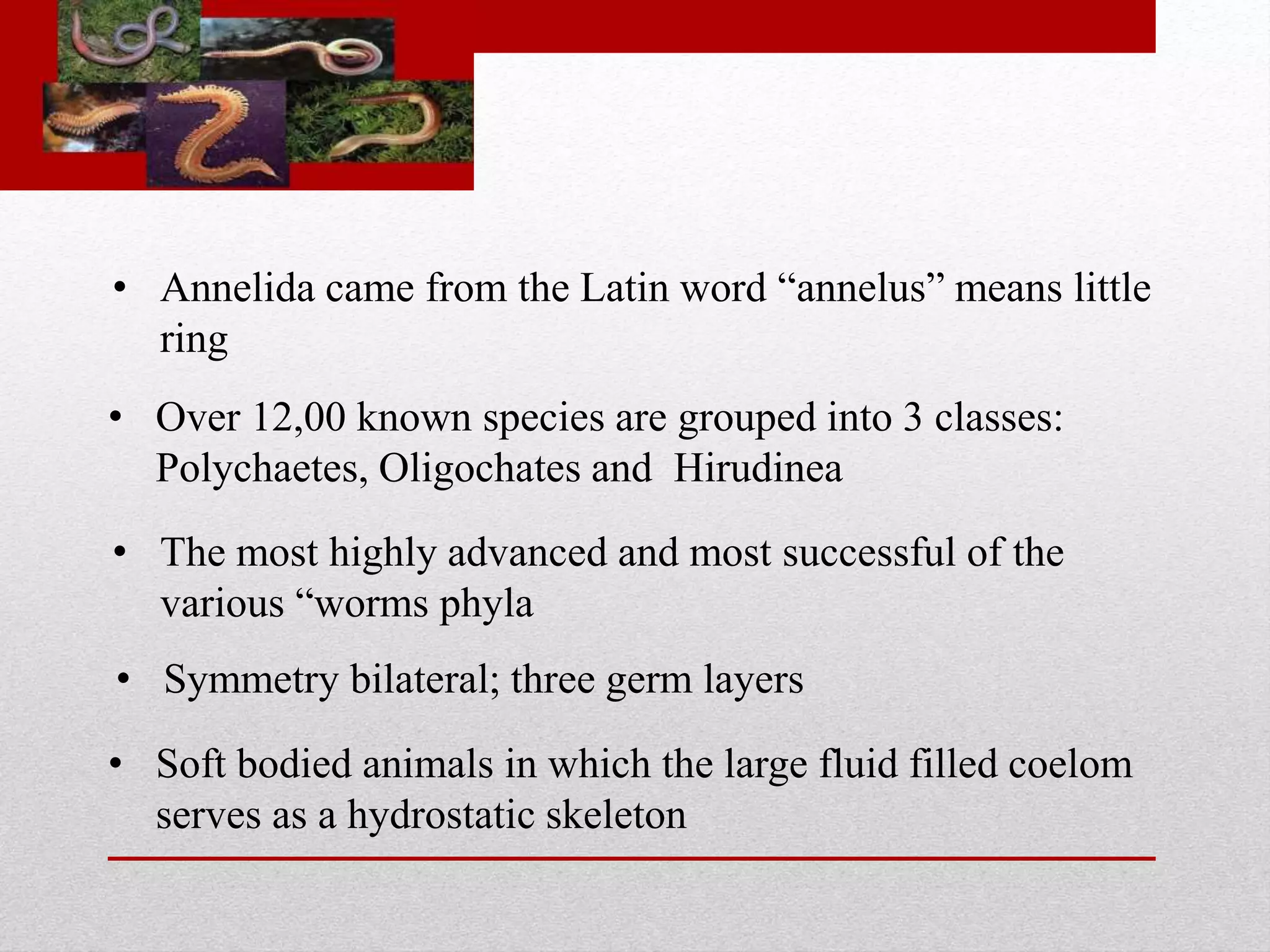 ANNELIDA (segmented worms) | PPTX