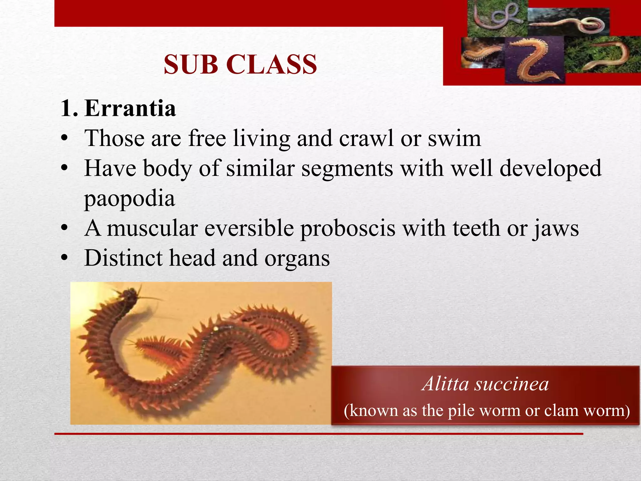 ANNELIDA (segmented worms) | PPTX