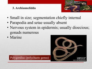 ANNELIDA (segmented worms) | PPTX
