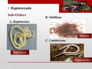 ANNELIDA (segmented worms) | PPTX