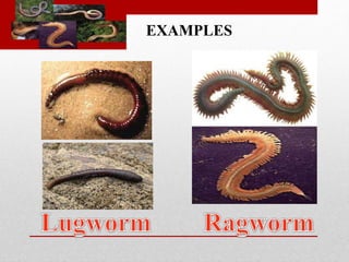 ANNELIDA (segmented worms) | PPTX