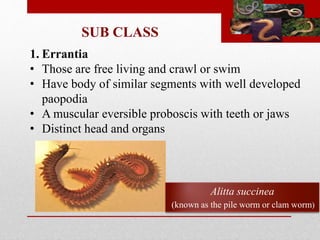 ANNELIDA (segmented worms) | PPTX