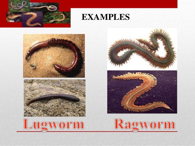 Worms Examples