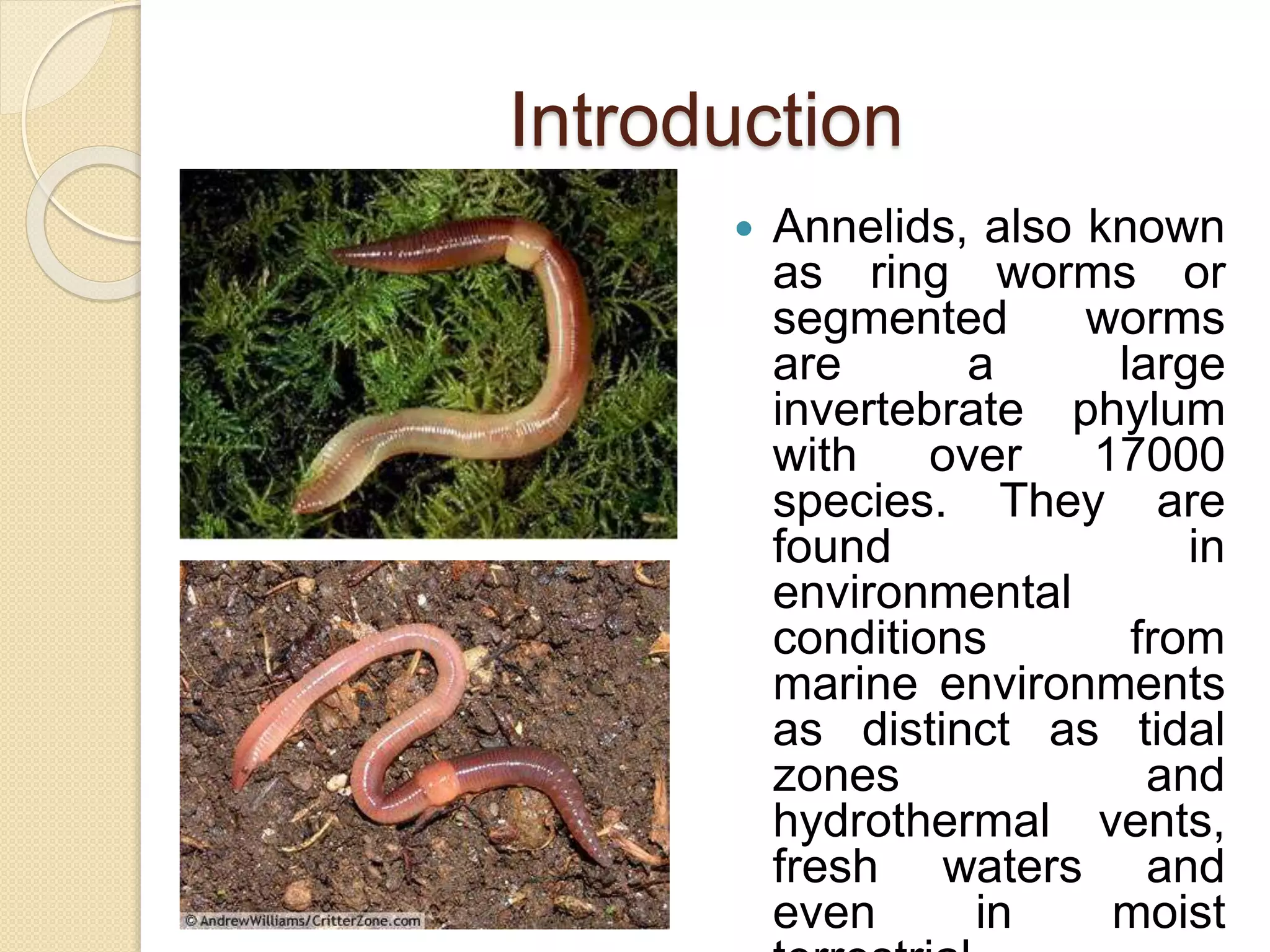 Annelids | PPTX