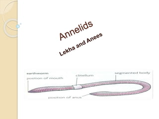 Annelids | PPTX