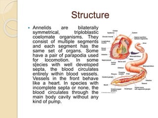 Annelids | PPTX