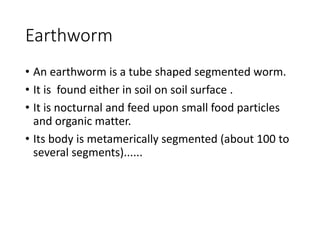SPECIES OF Annelids | PPT