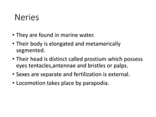 SPECIES OF Annelids | PPT