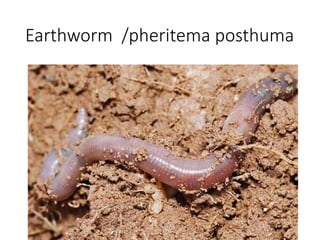 SPECIES OF Annelids | PPTX