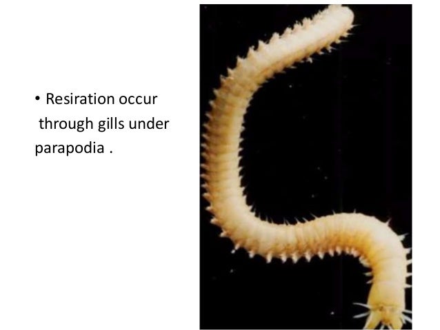 SPECIES OF Annelids