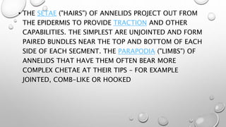 annelids.pptx