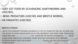 annelids.pptx