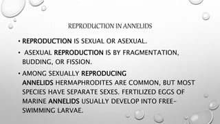 annelids.pptx