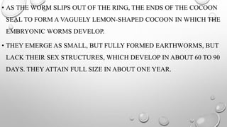 annelids.pptx