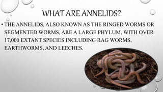 annelids.pptx