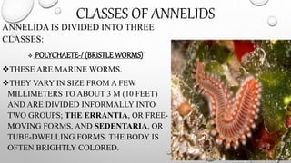 annelids.pptx