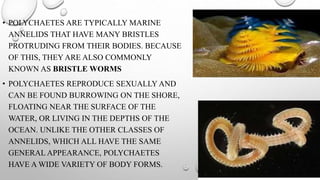 annelids.pptx