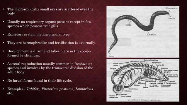 ANNELIDS.pptx by Simoni Singhal PhD Research Scholar | PPT