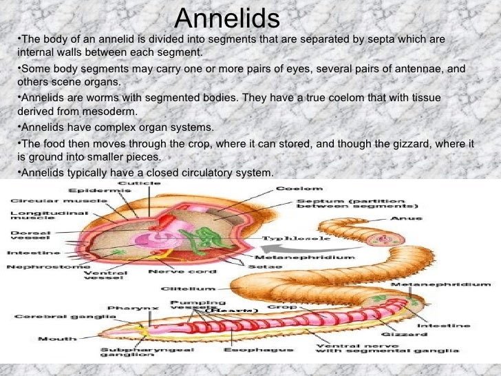 Annelids[1][1]