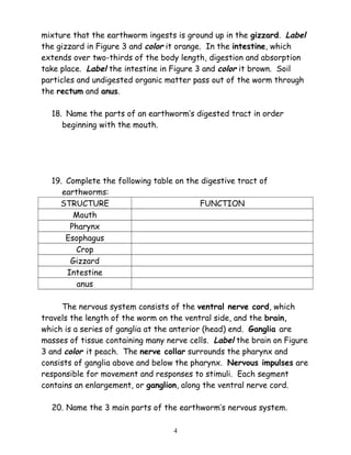Annelids the earthworm revised | DOC