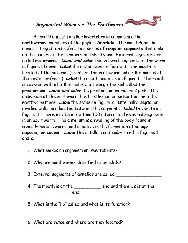 Annelids The Earthworm Revised Annelids The Earthworm Revised