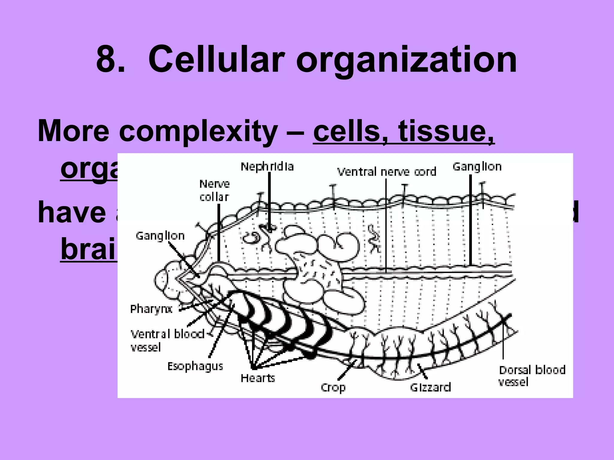 Annelid worms evelyn | PPT