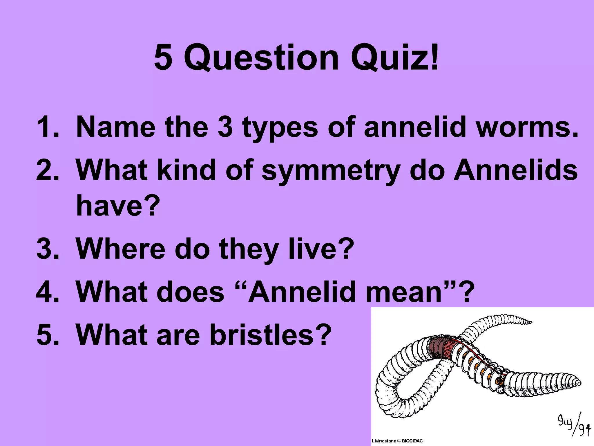 Annelid worms evelyn | PPT
