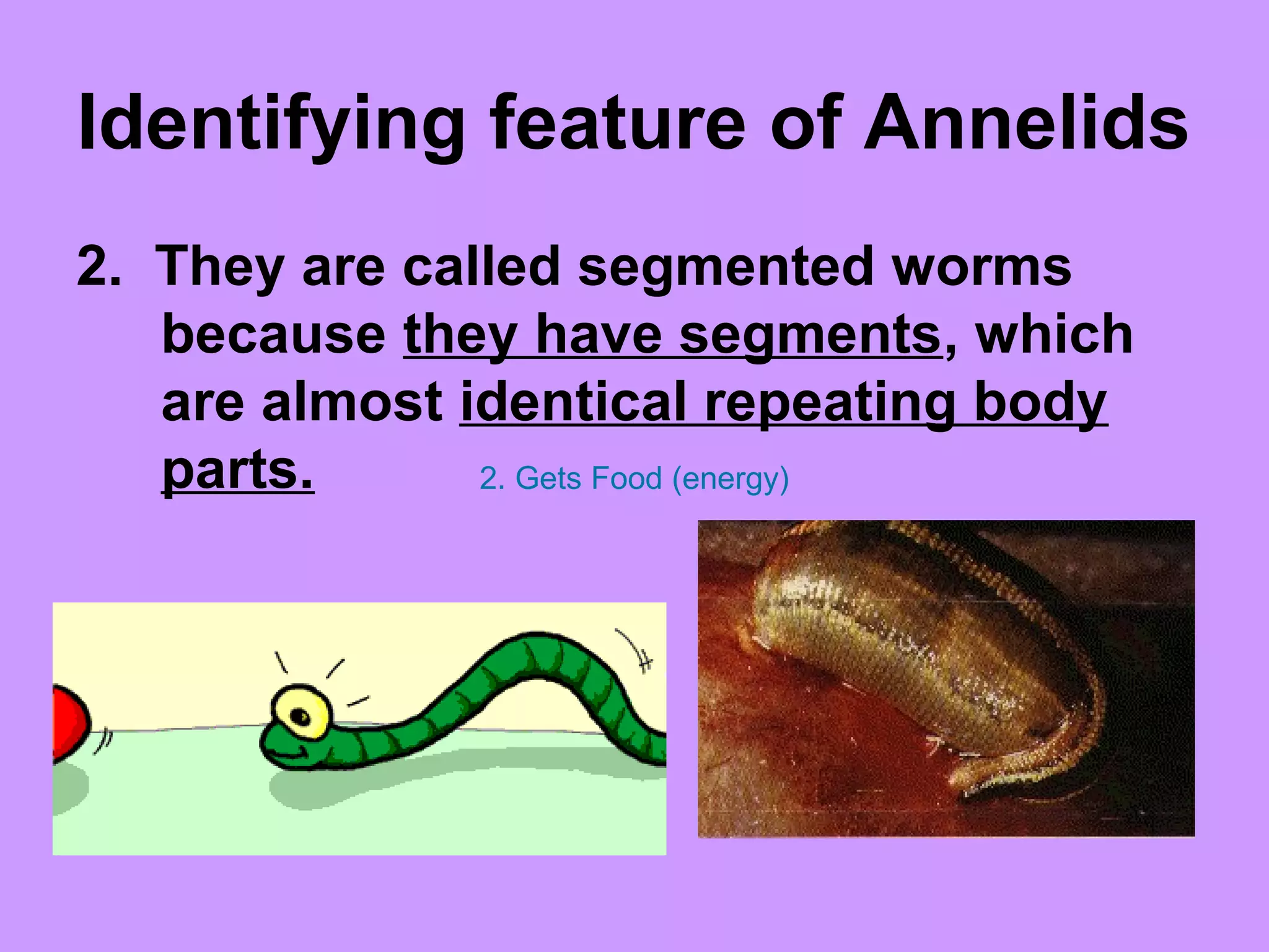 Annelid worms evelyn | PPT