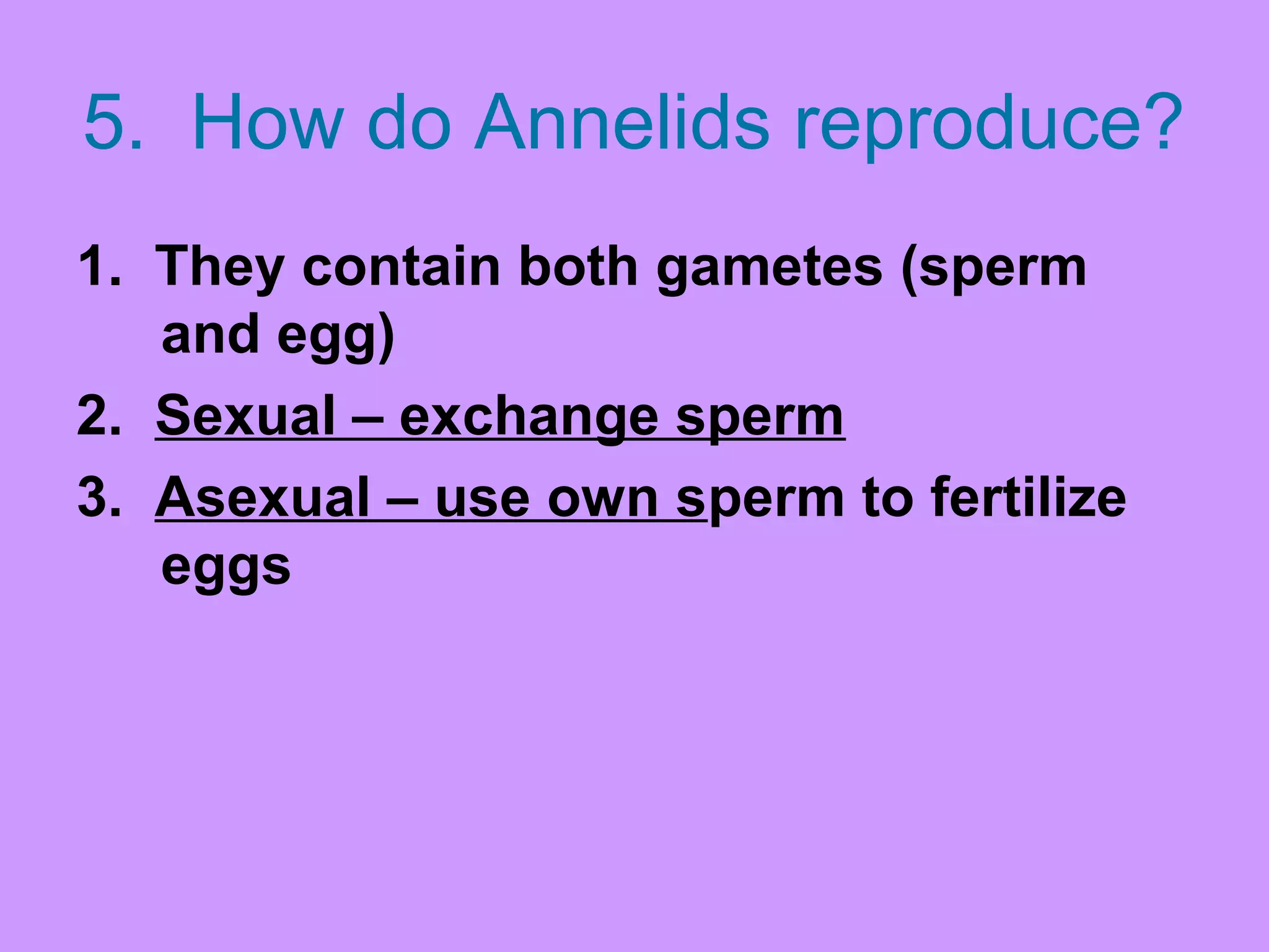 Annelid worms evelyn | PPT