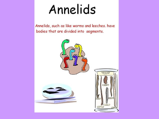 Annelid worms evelyn | PPT
