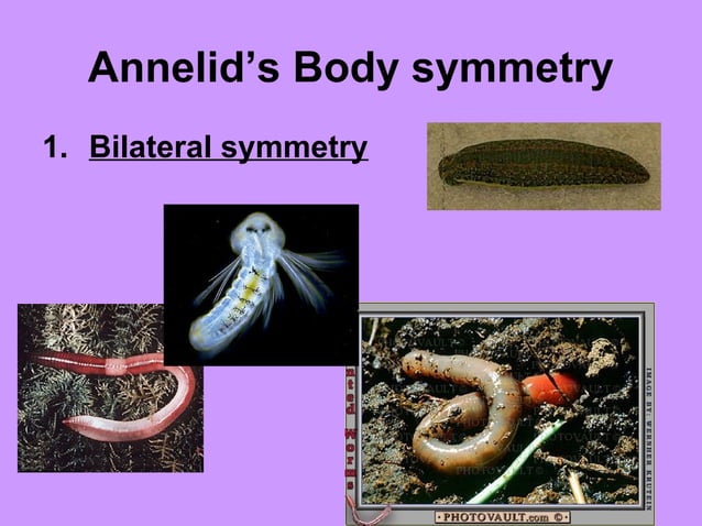 Annelid worms evelyn | PPT