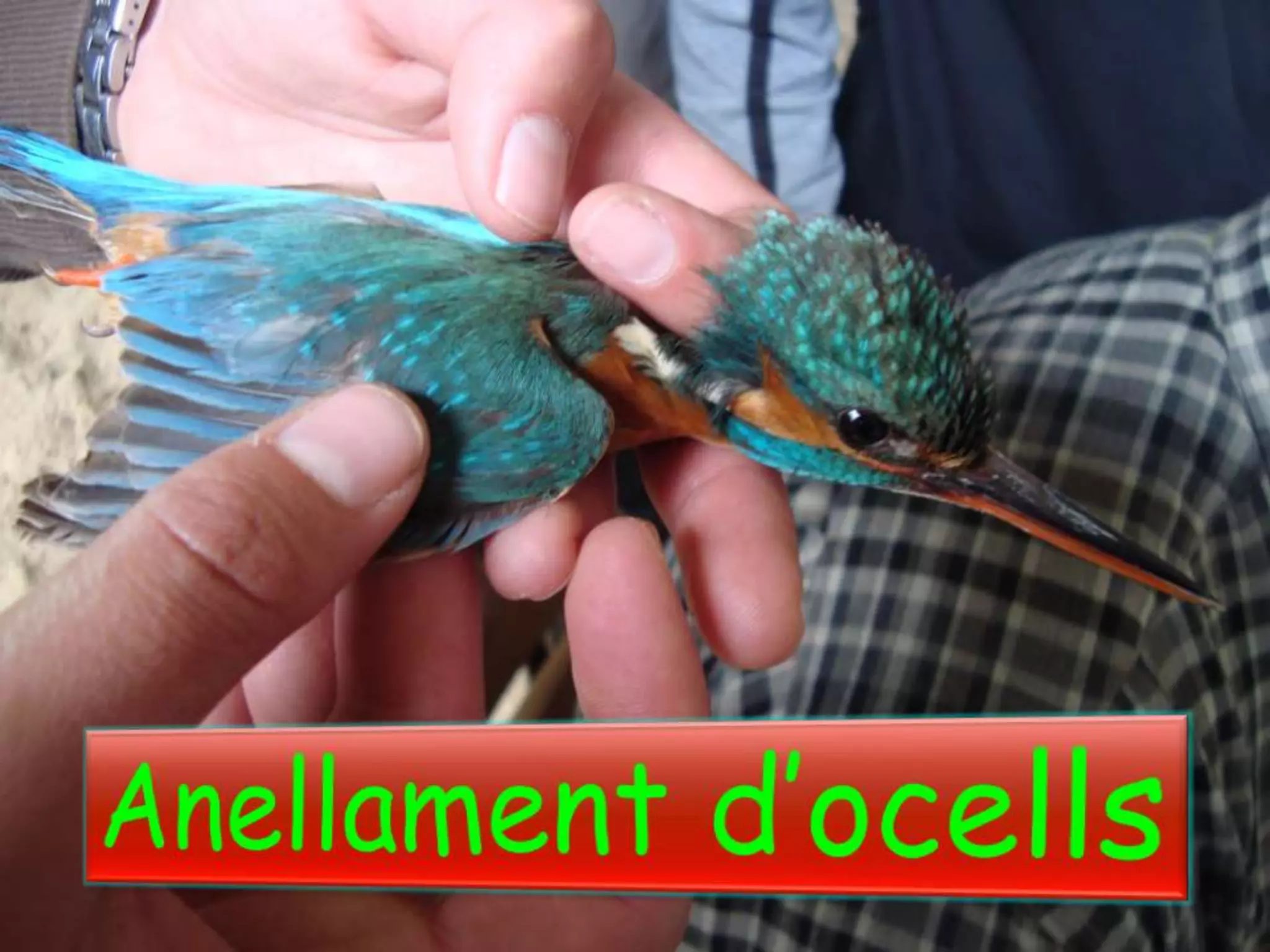 Annellament d’ocells | PPT